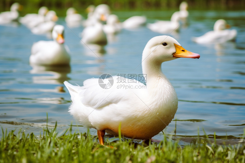 草地上的白鸭高清图片下载-正版图片600361001-摄图网