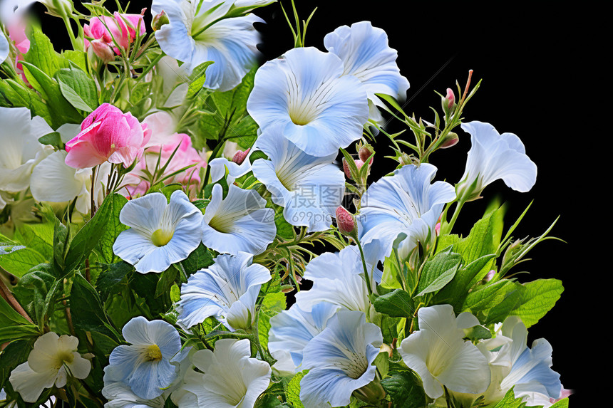 盛开的牵牛花高清图片下载-正版图片600361954-摄图网