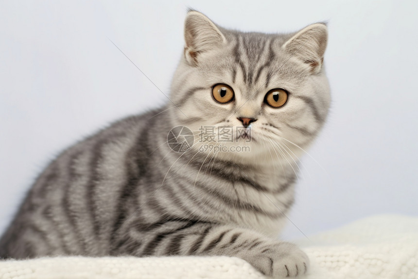 可爱的小猫咪高清图片下载 正版图片600369219 摄图网