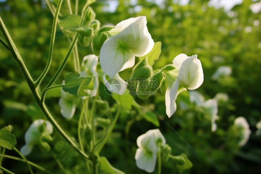 豌豆种植高清图片下载-正版图片600380405-摄图网