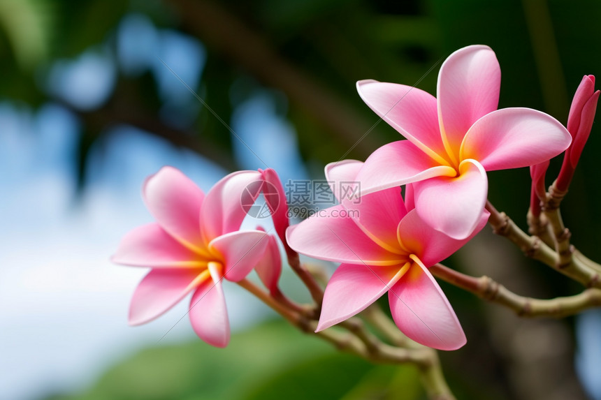 户外的花朵高清图片下载-正版图片600383108-摄图网