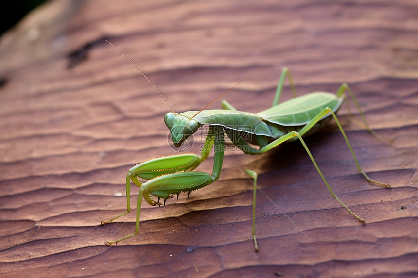 一只螳螂高清图片下载-正版图片600388496-摄图网