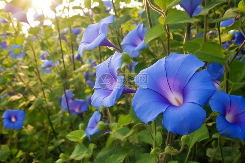 绽放的牵牛花高清图片下载-正版图片600388892-摄图网