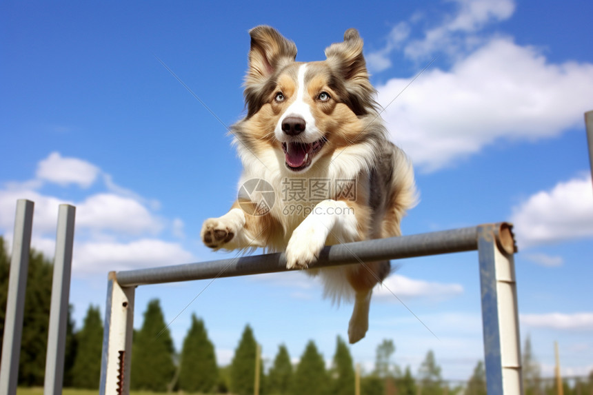 跳跃的可爱狗狗高清图片下载-正版图片600390308-摄图网