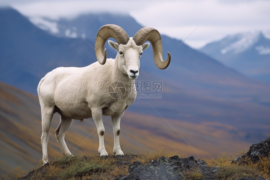 荒野里的长角羊高清图片下载-正版图片600394754-摄图网