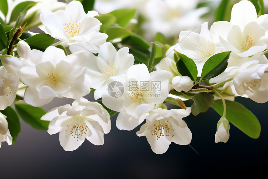 美丽的茉莉花朵高清图片下载-正版图片600395851-摄图网