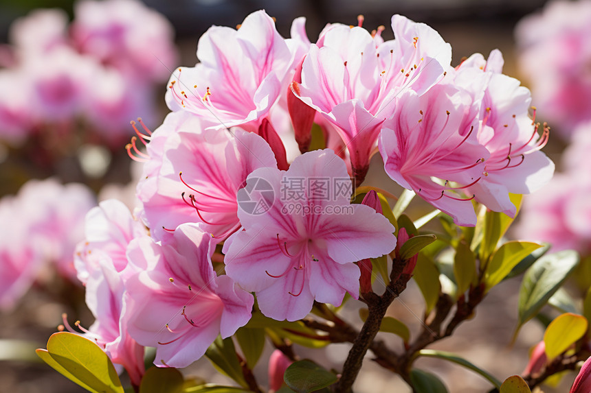 粉色的杜鹃花高清图片下载-正版图片600402470-摄图网