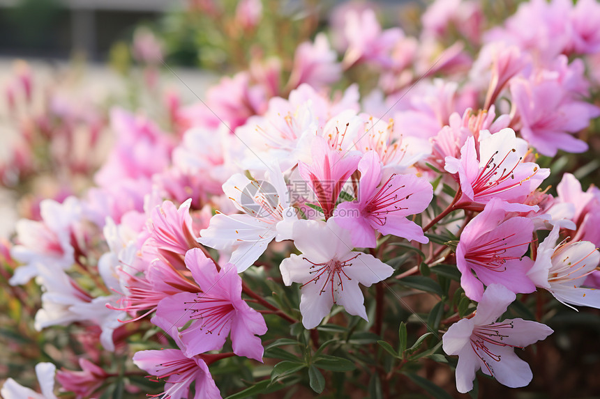 户外的花朵高清图片下载-正版图片600402478-摄图网