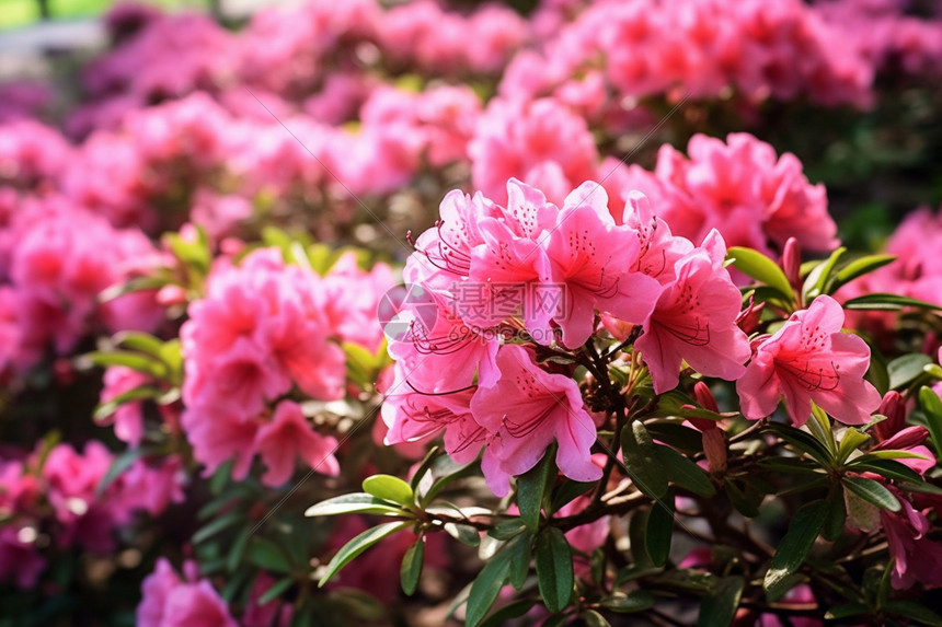 杜鹃花高清图片下载-正版图片600403369-摄图网