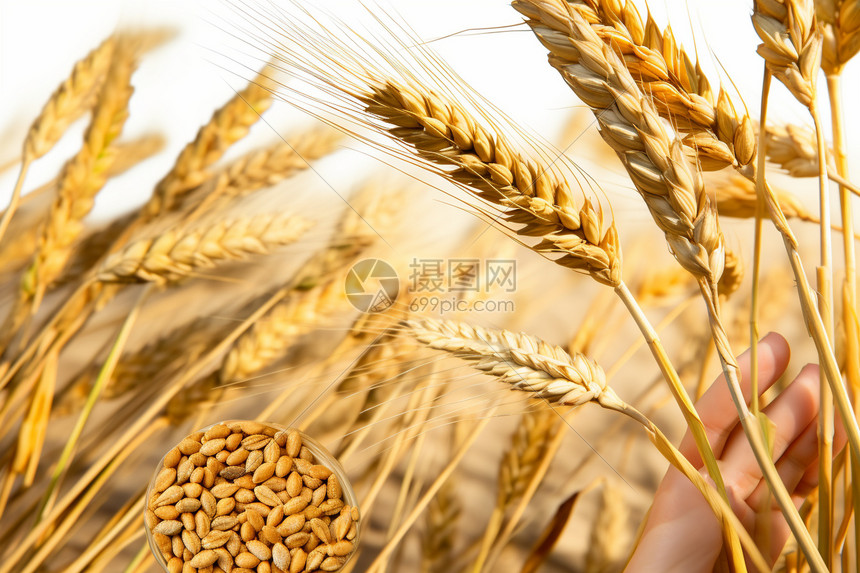 麦穗高清图片下载-正版图片600405507-摄图网