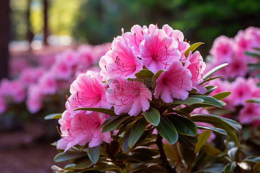 公园里盛开的杜鹃花高清图片下载-正版图片600405530-摄图网