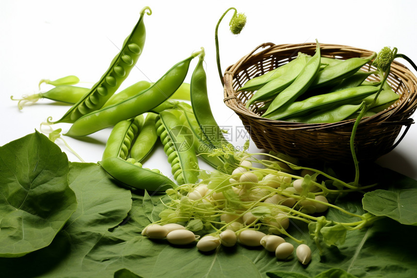 新鲜采摘的豌豆高清图片下载-正版图片600414196-摄图网