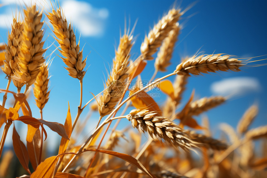 麦田高清图片下载-正版图片600418918-摄图网