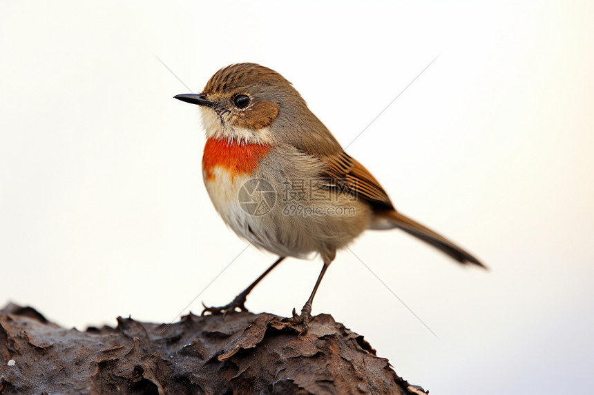 户外的夜莺高清图片下载-正版图片600419889-摄图网