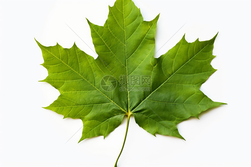 夏天森林中的绿色枫叶高清图片下载-正版图片600431441-摄图网