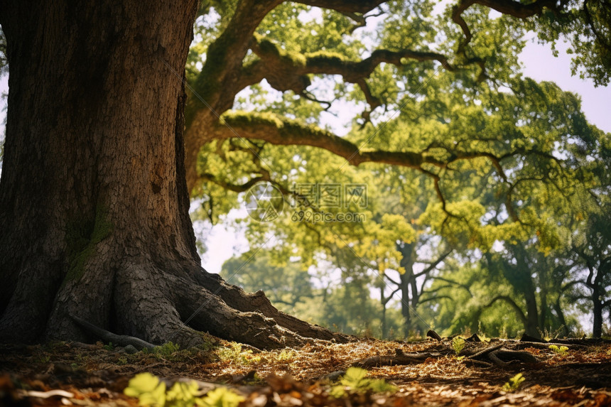阳光下的大树高清图片下载-正版图片600436955-摄图网