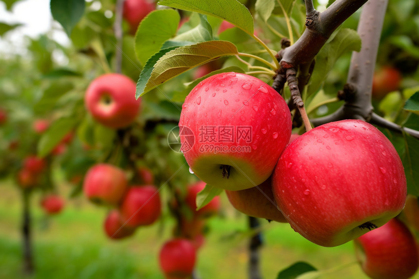 成熟的苹果高清图片下载-正版图片600439164-摄图网
