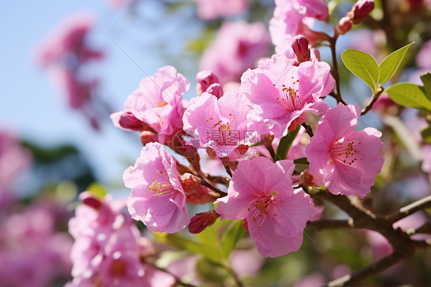 美丽的桃金娘高清图片下载-正版图片600447118-摄图网
