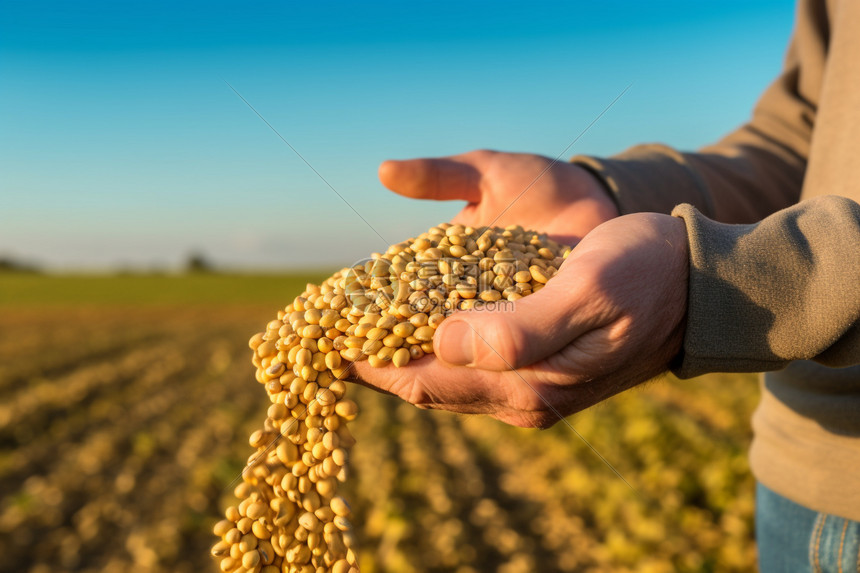 农民种的黄豆高清图片下载-正版图片600451086-摄图网