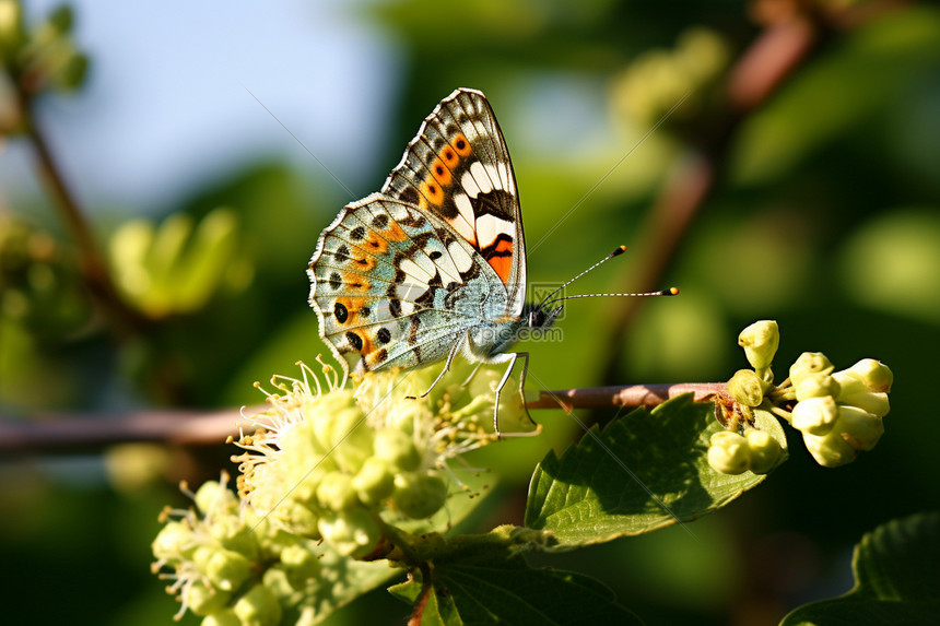 绿叶上的彩蝶高清图片下载-正版图片600460360-摄图网