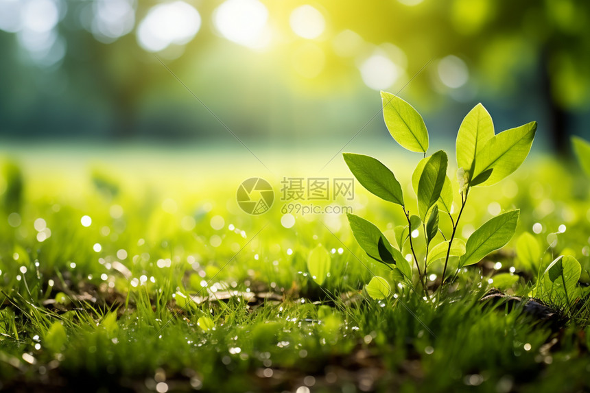 绿意盎然的公园草地景观高清图片下载-正版图片600465761-摄图网