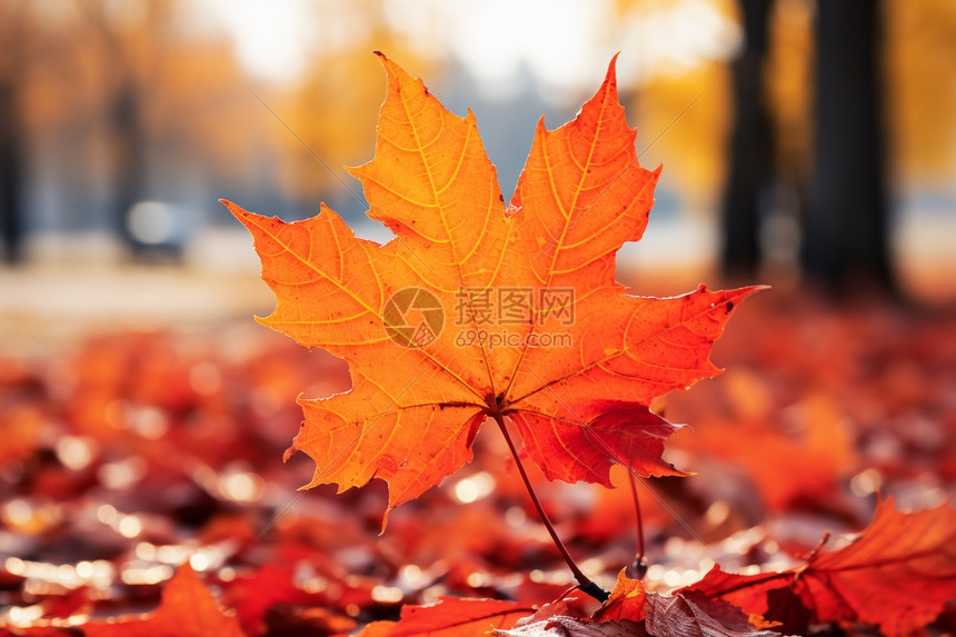 秋季飘落的美丽枫叶高清图片下载-正版图片600465991-摄图网
