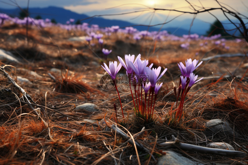 美丽的番红花高清图片下载-正版图片600467599-摄图网