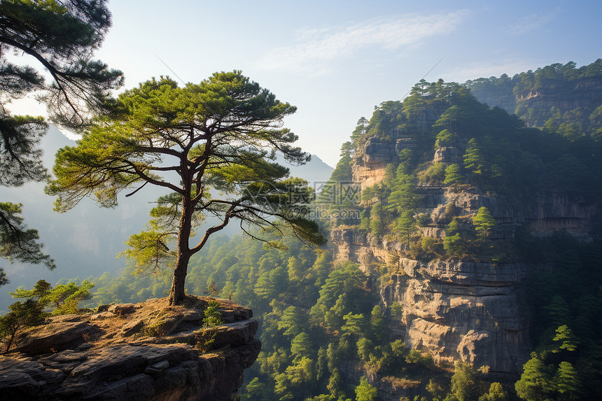 悬崖上的一棵树高清图片下载-正版图片600498246-摄图网