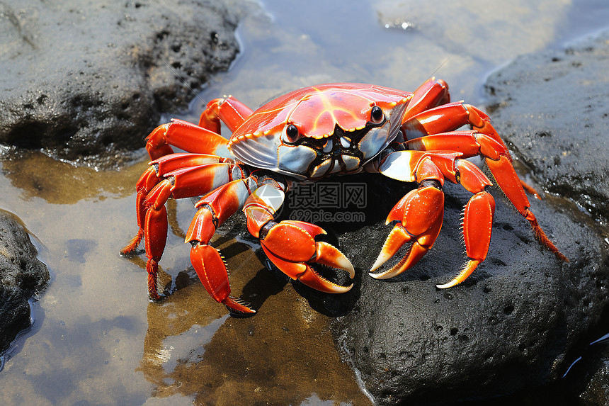 海岸上的一只螃蟹高清图片下载-正版图片600506266-摄图网