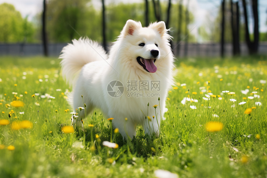 夏季草地上玩耍的萨摩耶高清图片下载-正版图片600511596-摄图网