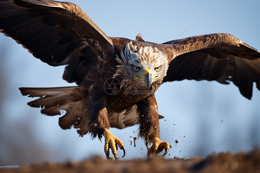 一只展翅翱翔的金雕高清图片下载-正版图片600531631-摄图网