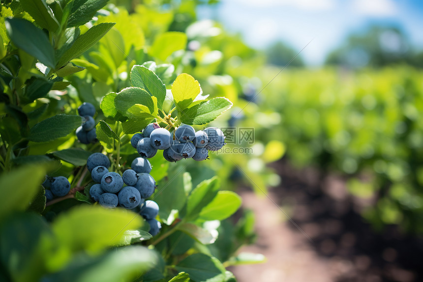 挂满枝头的蓝莓高清图片下载-正版图片600539592-摄图网