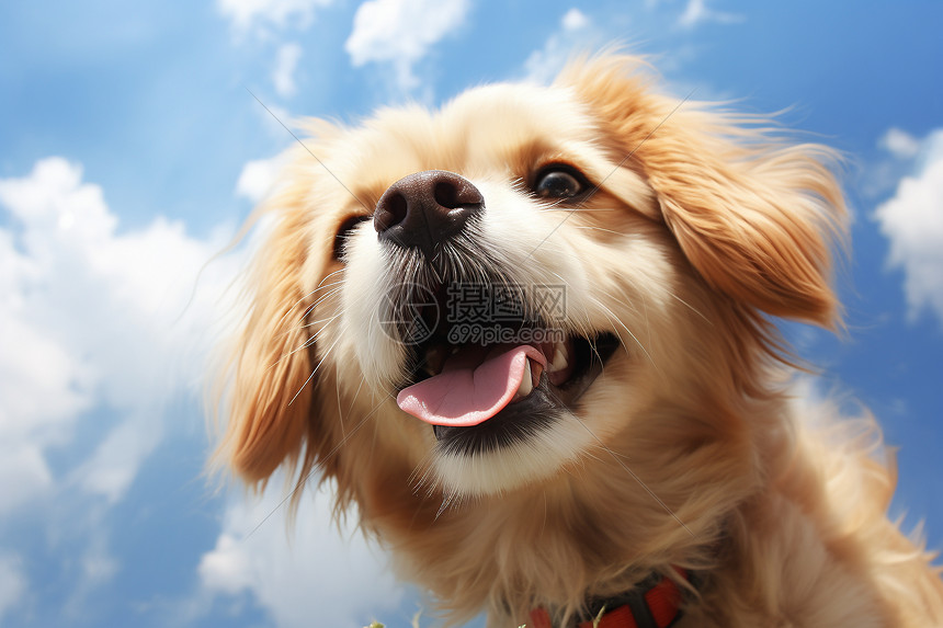 蓝天下的欢乐狗狗高清图片下载-正版图片600553314-摄图网