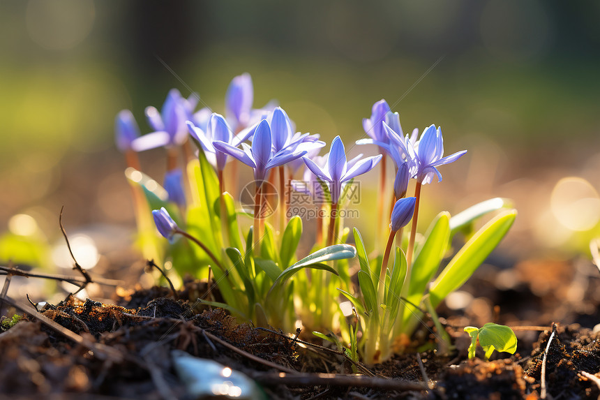 户外美丽的花朵高清图片下载-正版图片600558917-摄图网