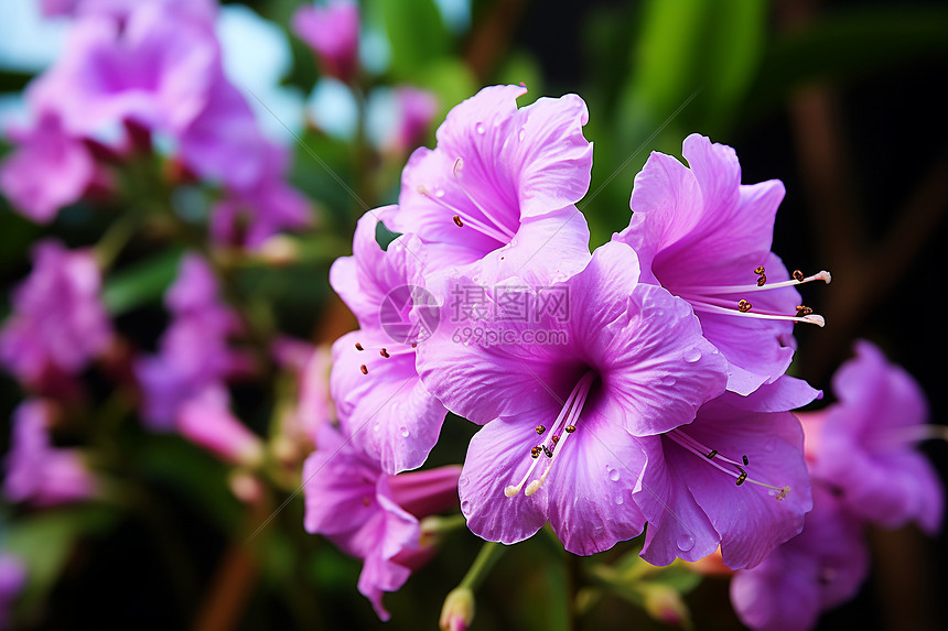 户外的花朵高清图片下载-正版图片600559014-摄图网