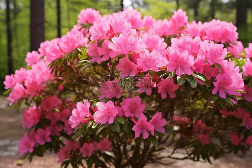 美丽的杜鹃花高清图片下载-正版图片600602264-摄图网