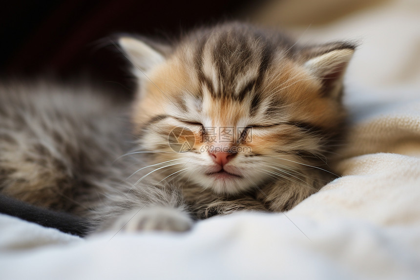 睡觉的小猫高清图片下载-正版图片600612047-摄图网