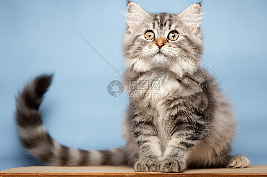 长毛虎斑猫高清图片下载 正版图片600623460 摄图网