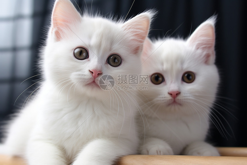 可爱的小猫高清图片下载-正版图片600627893-摄图网