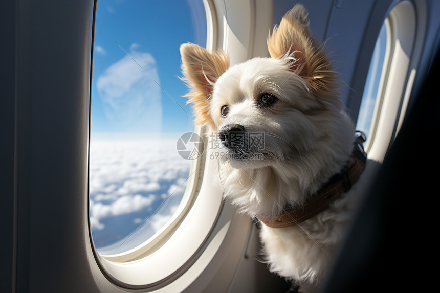 狗狗眺望蓝天白云高清图片下载-正版图片600632189-摄图网