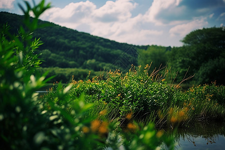 雨天的树林高清图片下载-正版图片600633379-摄图网