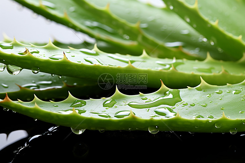 清新的芦荟植物高清图片下载-正版图片600646228-摄图网