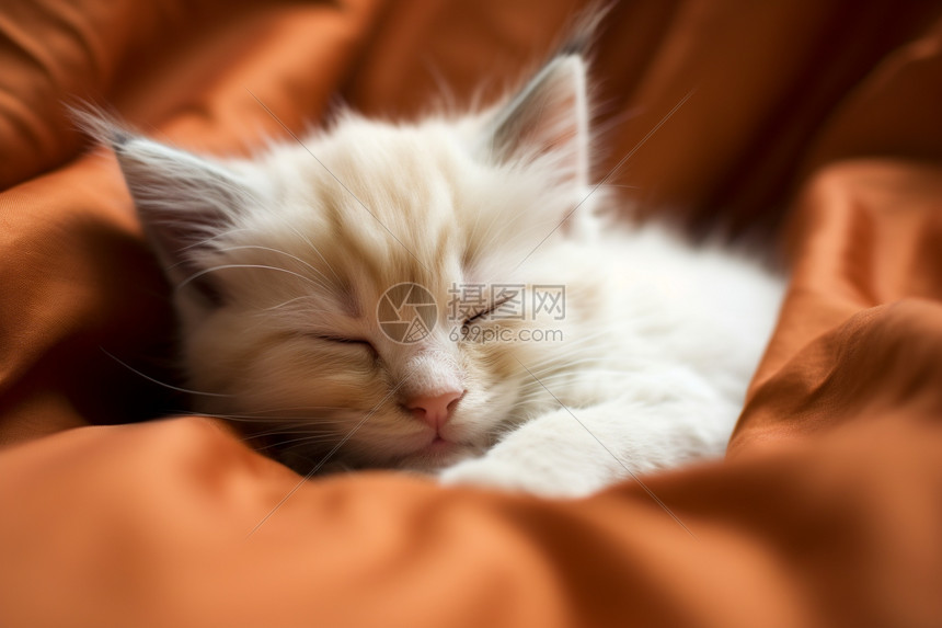 睡觉的小猫咪高清图片下载-正版图片600649175-摄图网
