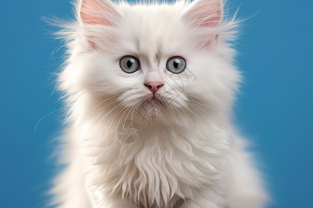 白色的动物小猫高清图片下载-正版图片600652038-摄图网