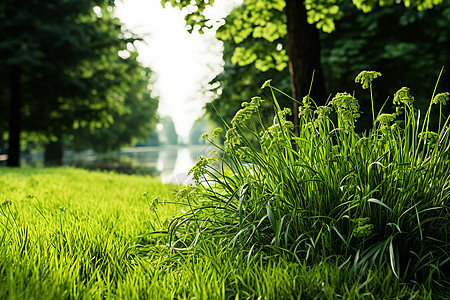 公园中生长的草地高清图片下载-正版图片600652253-摄图网