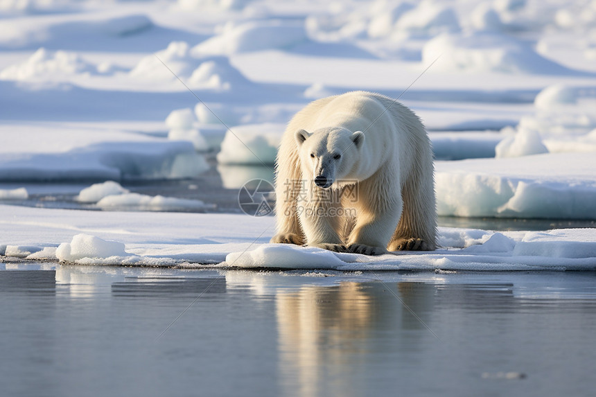 冬季冰川上的北极熊高清图片下载-正版图片600653763-摄图网