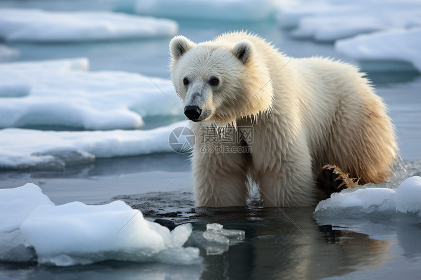 白色的北极熊高清图片下载-正版图片600668547-摄图网