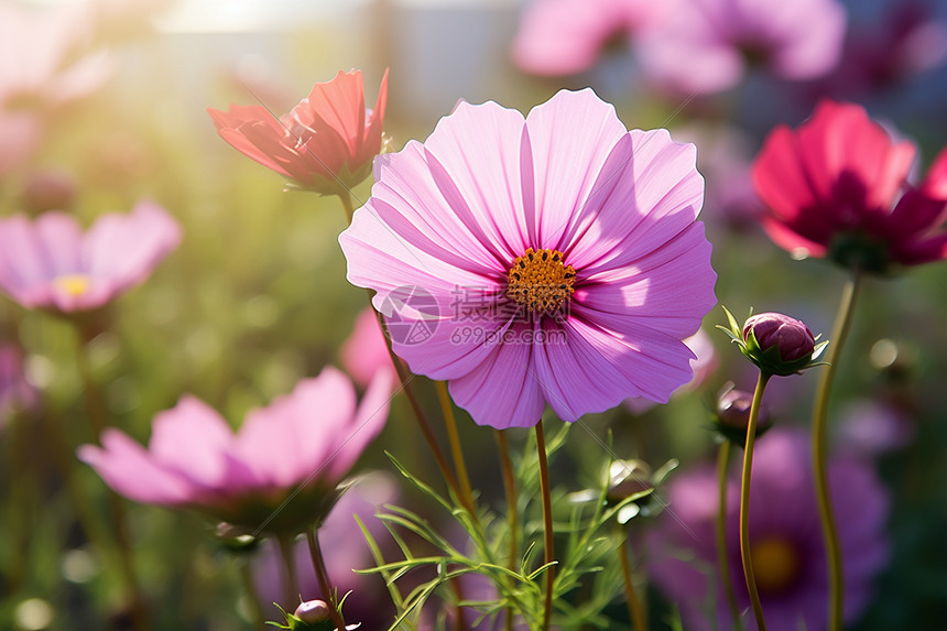夏日盛开的美丽花朵高清图片下载-正版图片600673403-摄图网