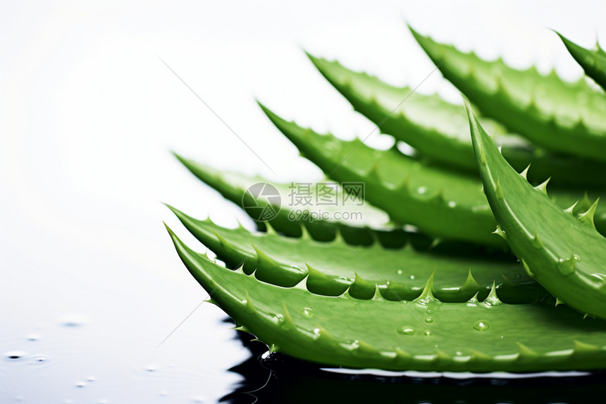清新芦荟高清图片下载-正版图片600680706-摄图网