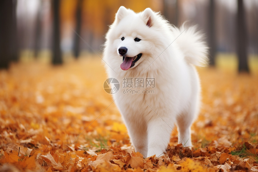 秋季户外的萨摩耶高清图片下载-正版图片600683732-摄图网